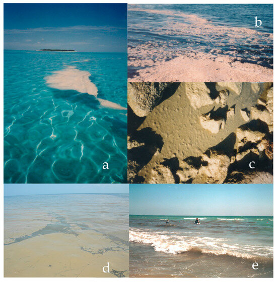 Plankton Community Changes and Nutrient Dynamics Associated with Blooms ...