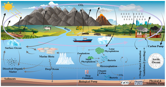 Water | Free Full-Text | Arctic Oceanic Carbon Cycle: A Comprehensive ...