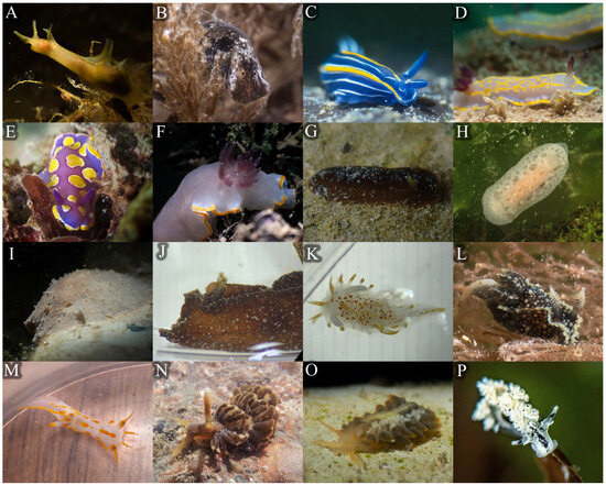 Water | Free Full-Text | Unraveling the Sea Slug Fauna from an ...