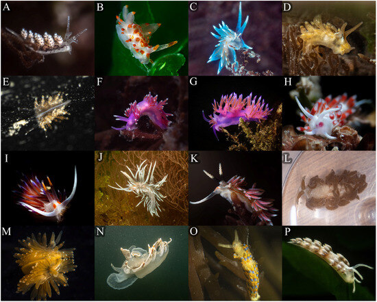 Water | Free Full-Text | Unraveling the Sea Slug Fauna from an ...