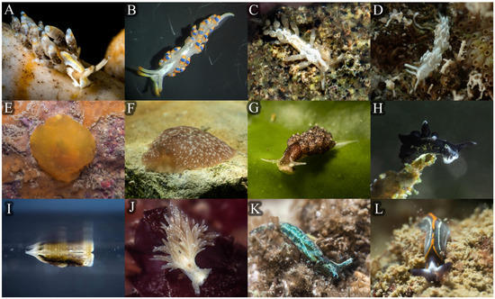 Water | Free Full-Text | Unraveling the Sea Slug Fauna from an ...