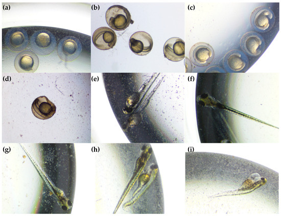 Assessing the Efficiency of Microalgae in the Removal of Salicylic Acid ...