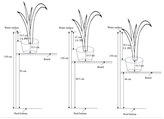 Effects of Waterlogging on Rice Growth at Jointing–Booting Stage