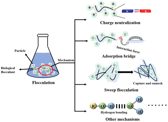 Unraveling the Potential of Microbial Flocculants: Preparation ...