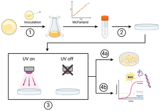Ultraviolet (Spot)light on Water Treatment: Targeting Inactivation ...