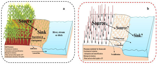 A Comprehensive Review on Ecological Buffer Zone for Pollutants Removal