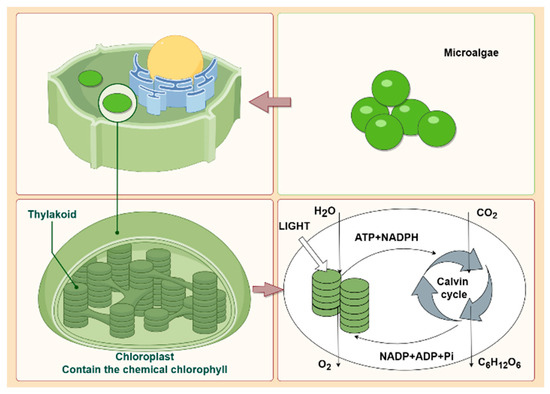 Carbon Capture and Resource Utilization by Algal–Bacterial Consortium ...