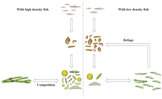 The Distribution and Succession of Filamentous Algae in the Southern ...