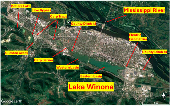 Common Carp (Cyprinus carpio) Reinvasion and Population Expansion in ...