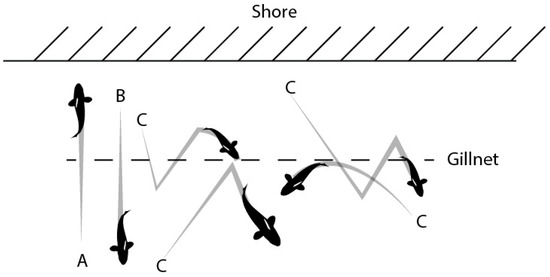 Detailed Insight into Gillnet Catches: Fish Directivity and Micro ...