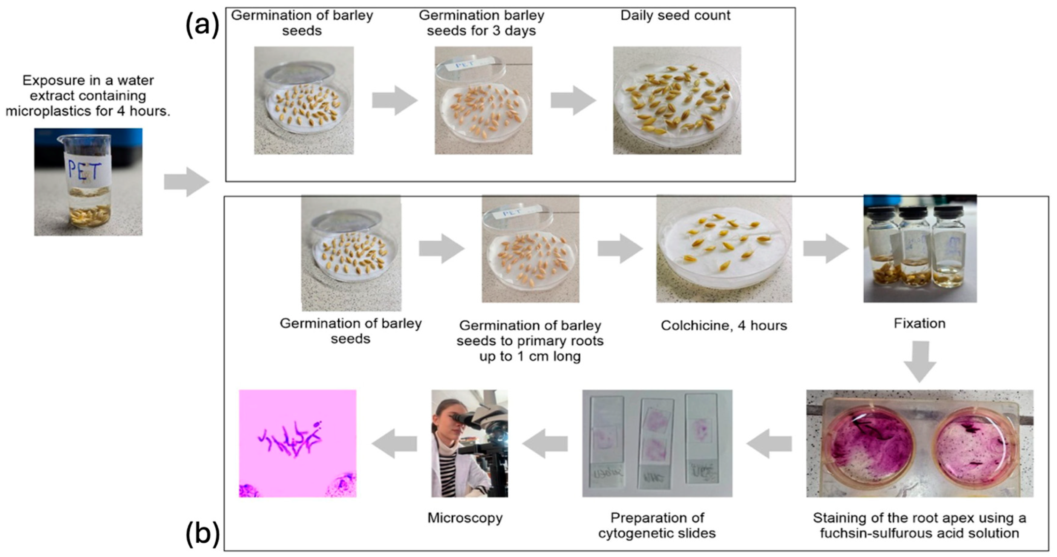 Evaluation of Microplastic Toxicity in Drinking Water Using Different ...