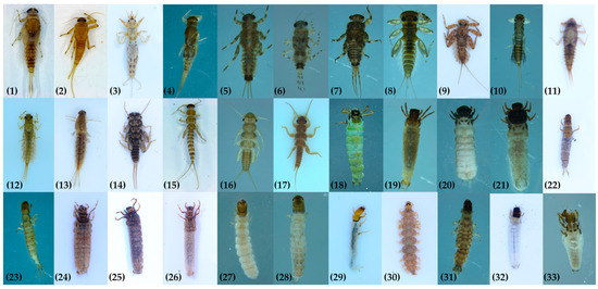 The Effects of Data Quality on Deep Learning Performance for Aquatic ...