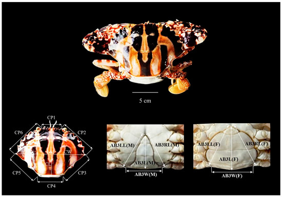 Morphometric Diversity and Population Structure of the Crucifix Crab ...