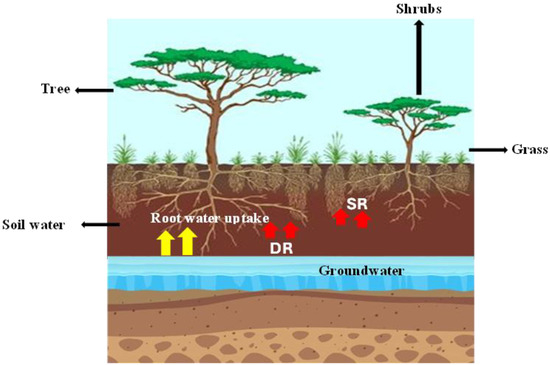 Groundwater–Vegetation Interactions in Rangeland Ecosystems: A Review