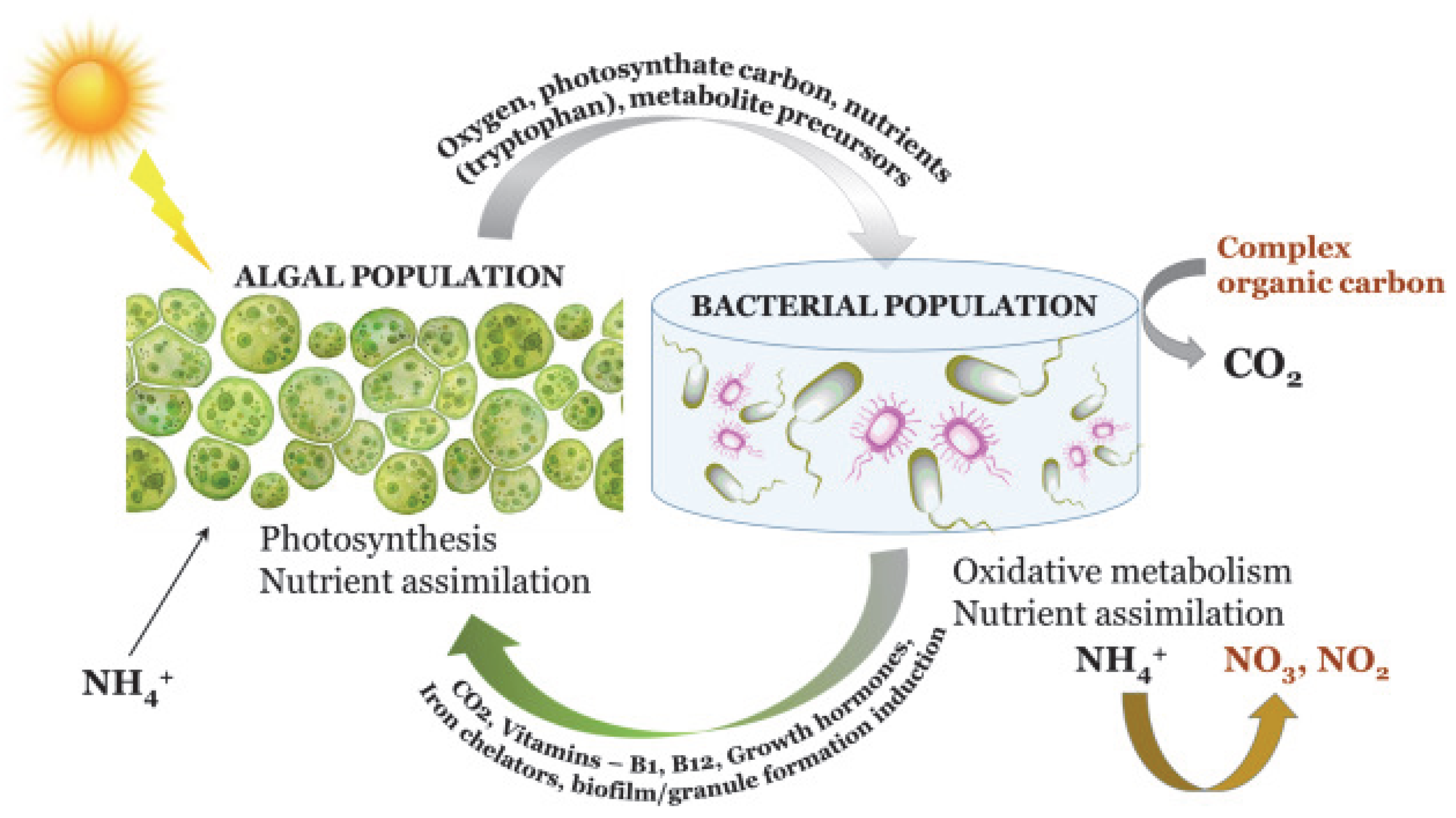 Algal–Bacterial Symbiotic Granular Sludge Technology in Wastewater Treatment: A Review on ...