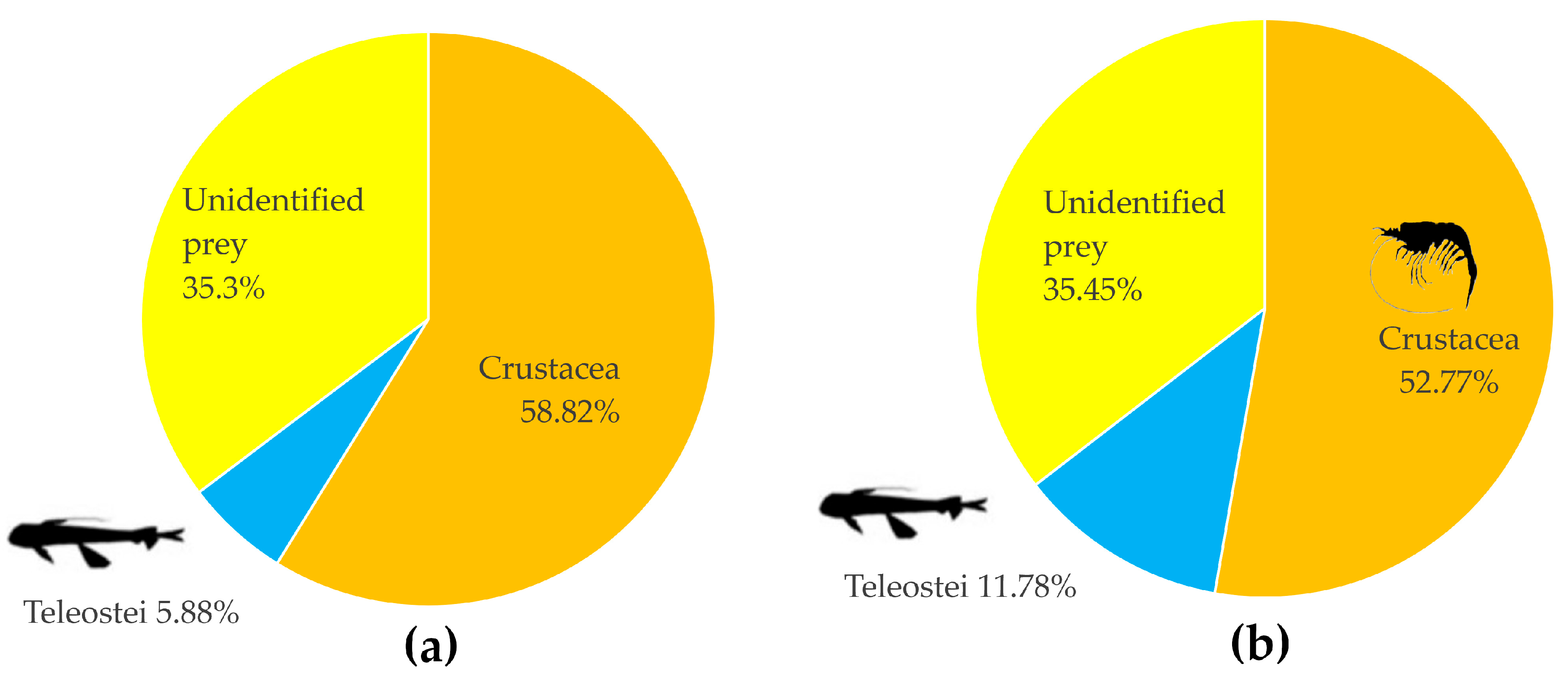 Trophic Ecology of Slender Snipe Eel Nemichthys scolopaceus Richardson ...