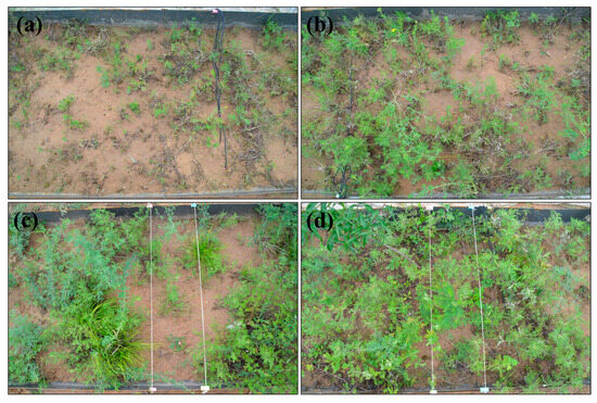 The Effect of Vegetation Restoration on Erosion Processes and Runoff on ...