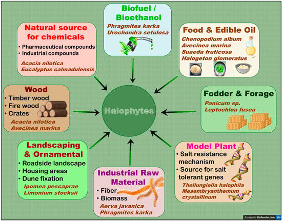 Exploring the Potentials of Halophytes in Addressing Climate Change ...