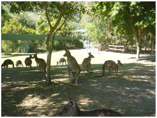 How Emerging Adults Perceive Elements of Nature as Resources for ...