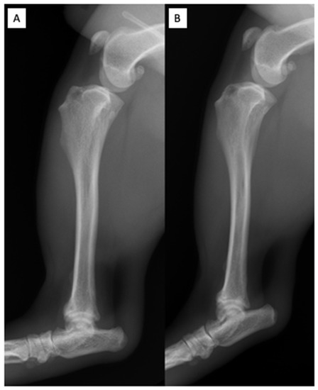 Zoonotic Diseases | An Open Access Journal from MDPI