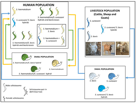 Livestock Reservoir Hosts: An Obscured Threat to Control of Human ...