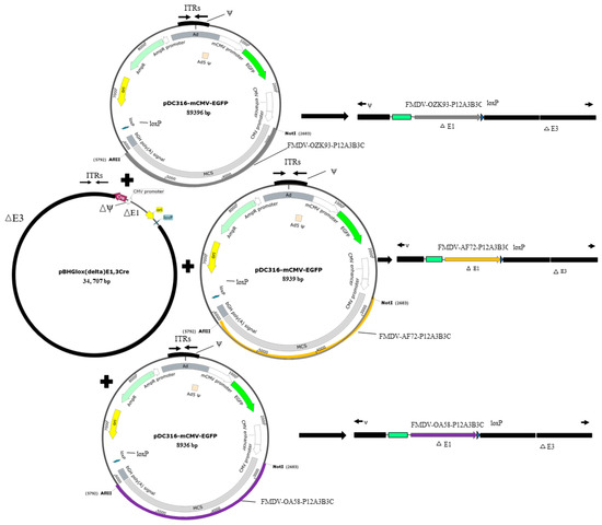 Zoonotic Diseases | Free Full-Text | Construction and Immunogenicity Evaluation of Recombinant ...