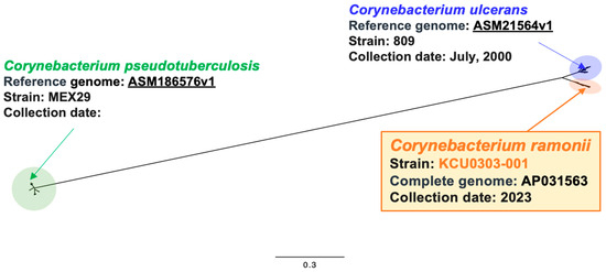 Genomic Analysis of Novel Bacterial Species Corynebacterium ramonii ...