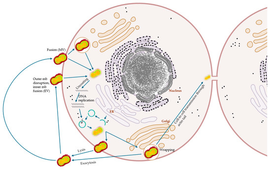 A Review of the Molecular Understanding of the Mpox Virus (MPXV ...